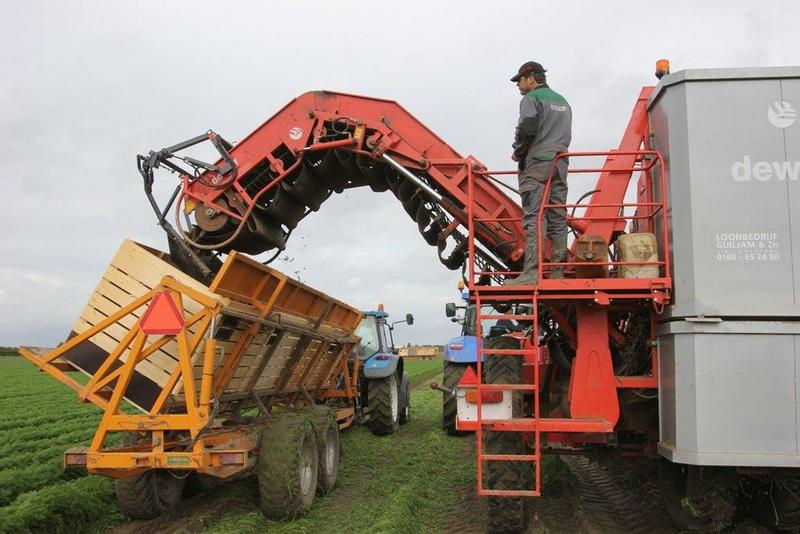 Fotoserie: Foto's: Peen rooien in Steenbergen | Akkerwijzer.nl - Nieuws ...