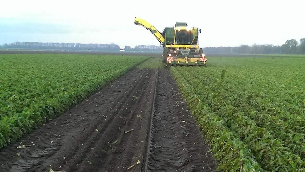 Fotoserie: Witlofpennen rooien in Bant | Akkerwijzer.nl - Nieuws en ...