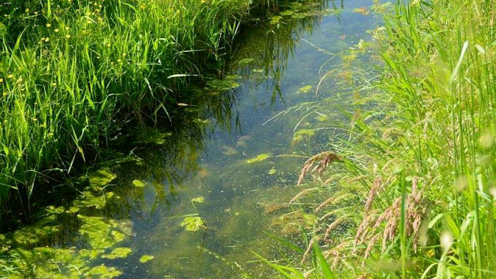 Schap beboet meer voor spuiten slootkant | Akkerwijzer.nl - Nieuws en ...