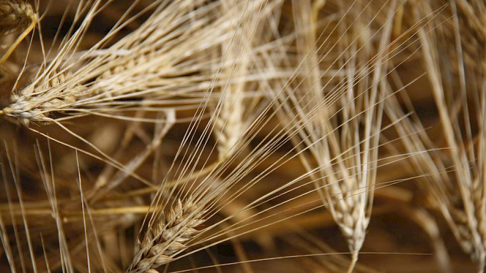 GASC steunt tarwe Matif | Akkerwijzer.nl - Nieuws en kennis voor de ...