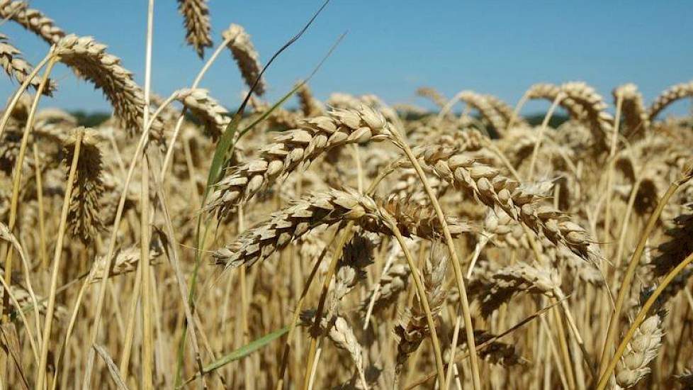 ‘Akkerbouw is bij mij graan’ | Akkerwijzer.nl - Nieuws en kennis voor ...