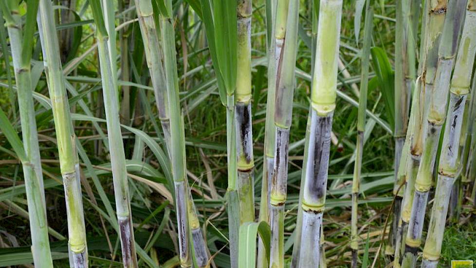 ‘Wij vechten tegen suikerriet’ | Akkerwijzer.nl - Nieuws en kennis voor ...