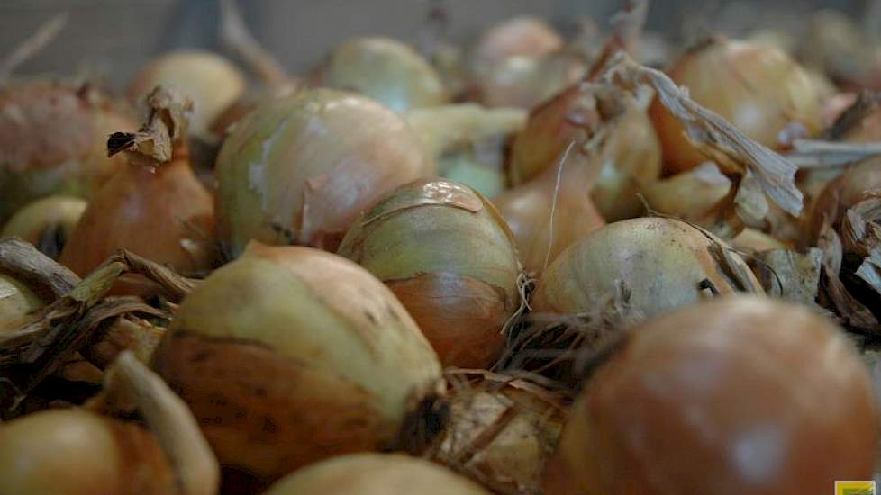 Uien krijgen vaste plek in bouwplan Arie van Os | Akkerwijzer.nl ...