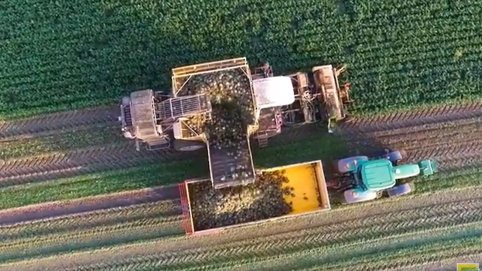 Video: Knolselderij rooien en inschuren in West-Brabant | Akkerwijzer ...