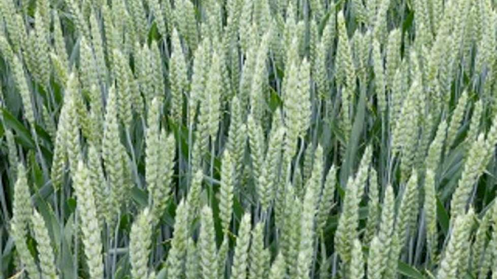 Syngenta › Resistente duist in wintertarwe nu effectief aan te pakken ...