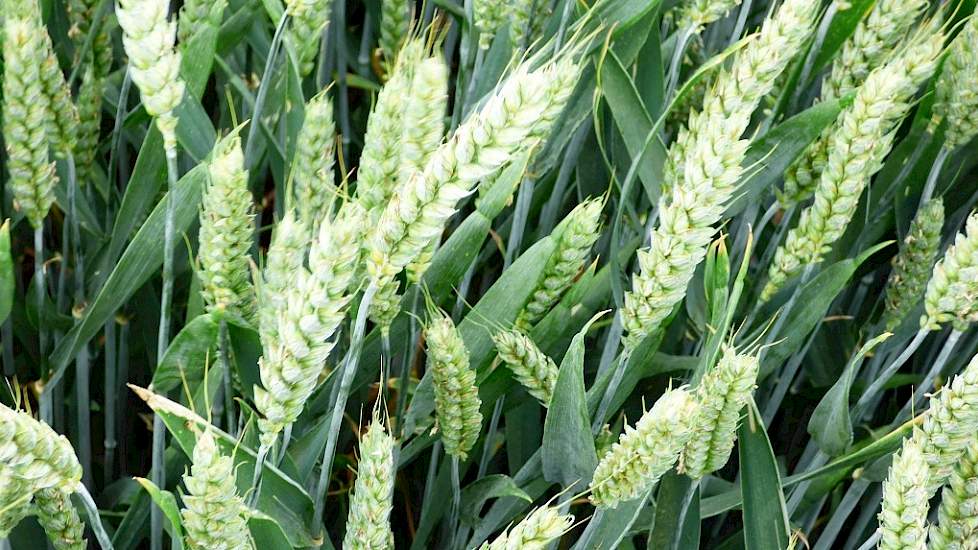 Syngenta › Uitstekende resultaten tarwe en gerst ondanks droogte ...