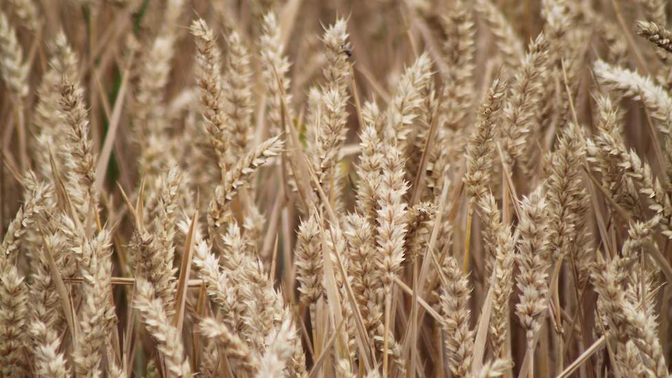 EU importeert meer granen dan het exporteert | Akkerwijzer.nl - Nieuws ...