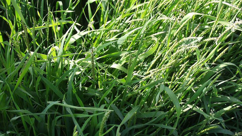 Bayer Crop Science › Speel kort op de bal bij aanpak moeilijke duist in ...