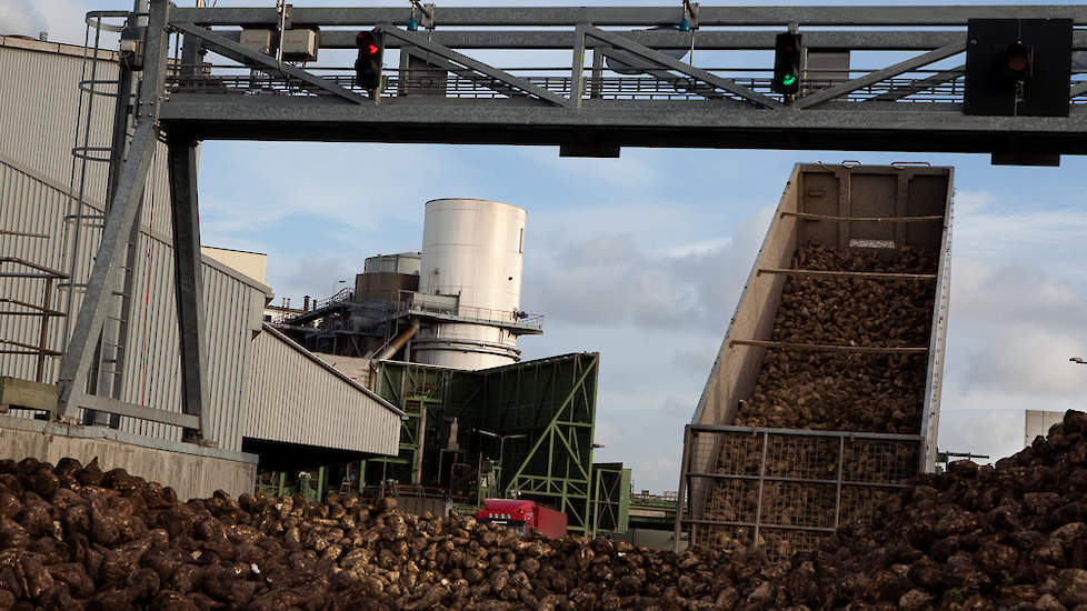 Verwerking van rietsuiker geeft Nederlandse bieten langere groeitijd ... Verwerking van rietsuiker geeft Nederlandse bieten langere groeitijd ...