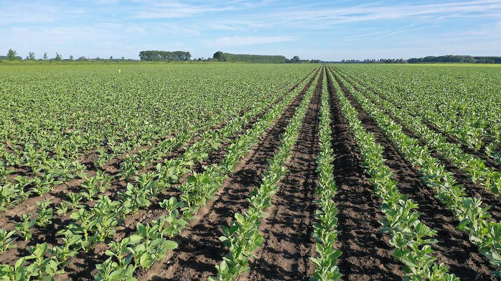 Limagrain › Nederlands areaal veldbonen blijft groeien | Akkerwijzer.nl ...