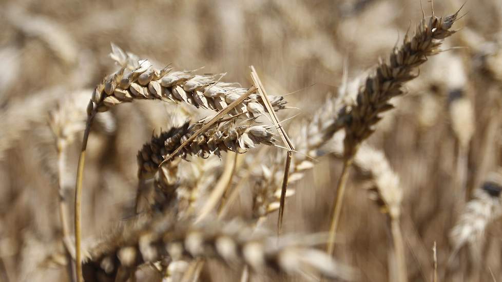 GASC betaalt $3 per ton meer in een tarwetender en koopt ook Franse ...