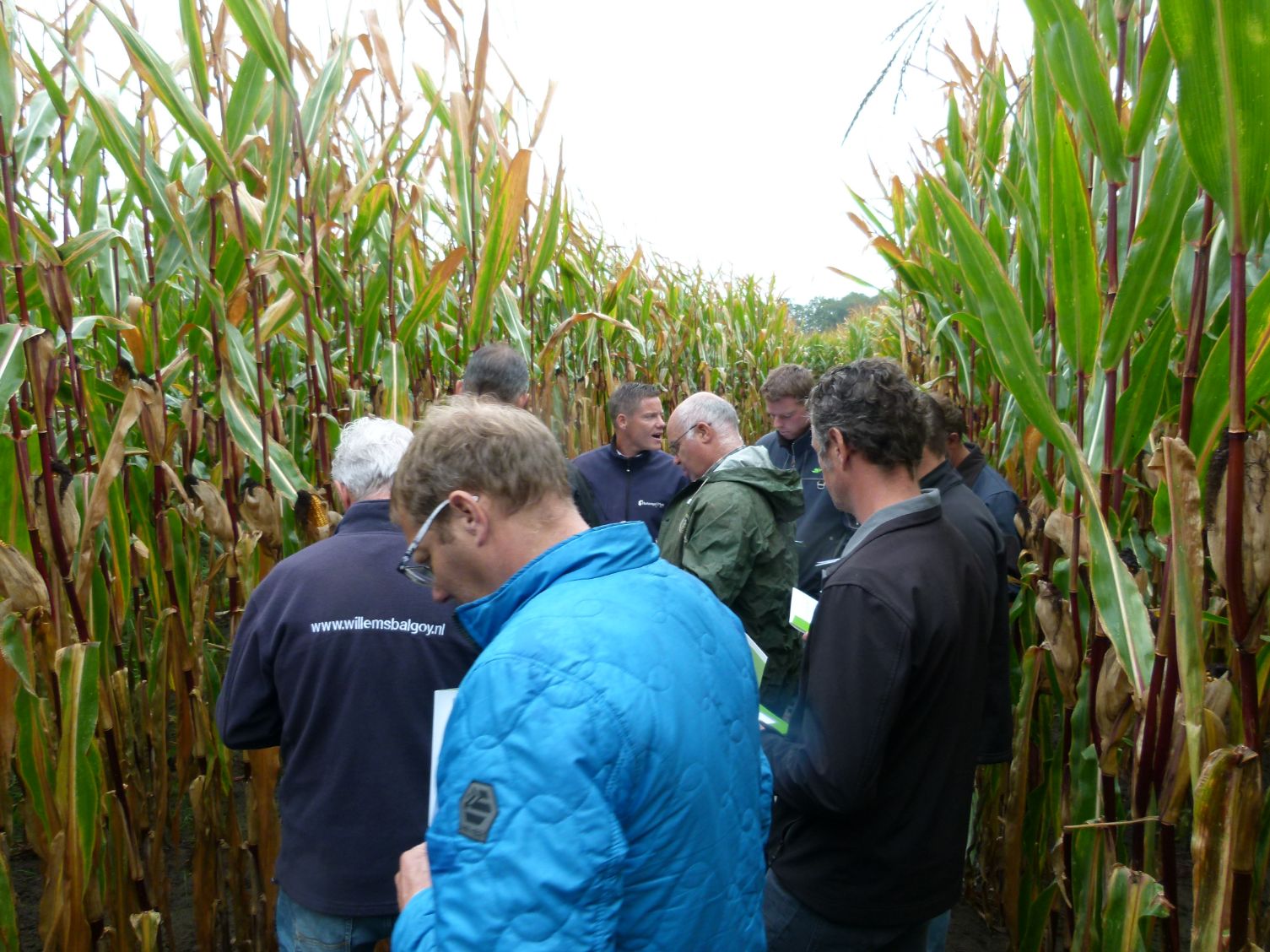 BASF Agricultural Solutions › Vanggewas mais geeft hoofdbrekens ... BASF Agricultural Solutions › Vanggewas mais geeft hoofdbrekens ...