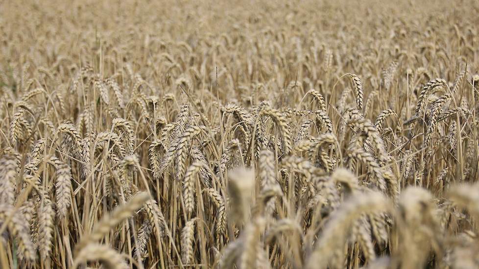 Tarwe-exportprijzen in zeven weken $25 per ton gestegen | Akkerwijzer ...