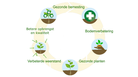 Pireco › De kringloop van het immuunsysteem van planten | Akkerwijzer ...