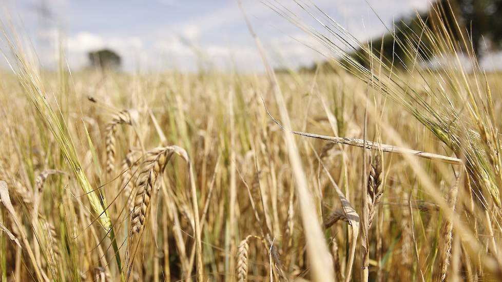 Zwakke euro helpt de Europese tarwe-export | Akkerwijzer.nl - Nieuws en ...