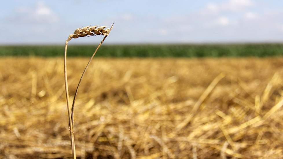 Poolse experts vrezen tekorten: 'Land exporteert te veel graan ...