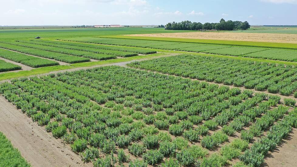 Limagrain › Video: Werken aan de veldboon van de toekomst | Akkerwijzer ...