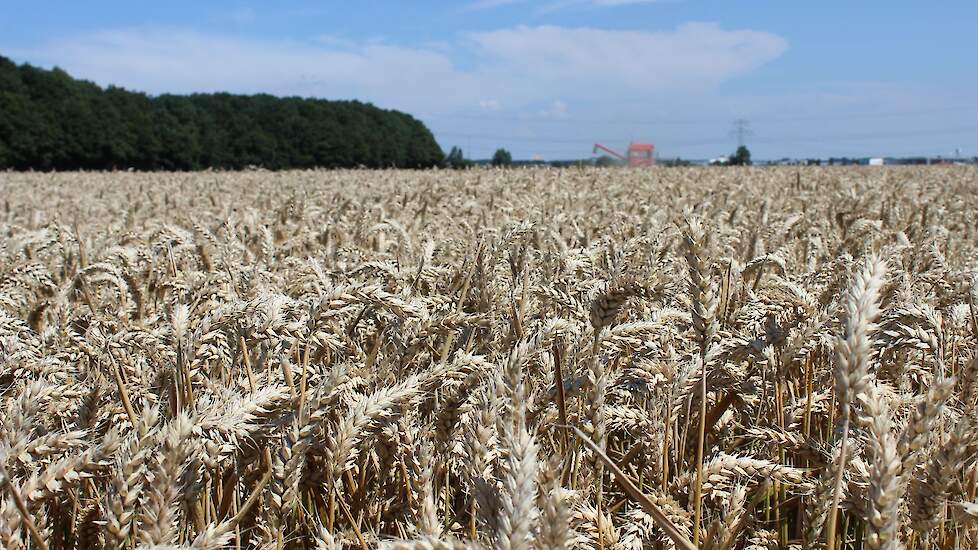 Limagrain › De wintertarwe top-4 voor oogst 2023 | Akkerwijzer.nl ...