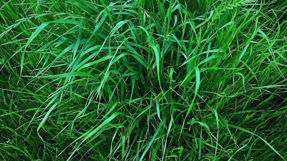 Oprukkend resistent Westerwolds raaigras steeds groter onkruidprobleem ...