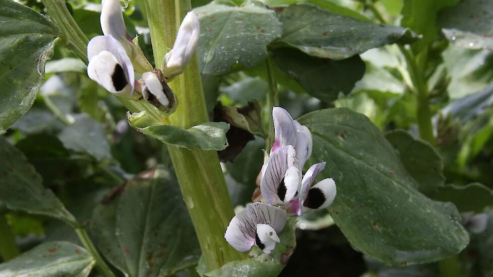 Opbrengst laat gezaaide veldbonen kan nog prima zijn | Akkerwijzer.nl ...