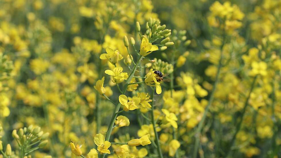 Limagrain › Kies voor opbrengstzeker koolzaad | Akkerwijzer.nl - Nieuws ...