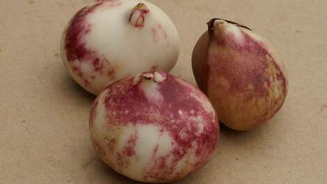 Bayer Crop Science › ‘Tulpengalmijt laat zich niet zomaar te grazen ...