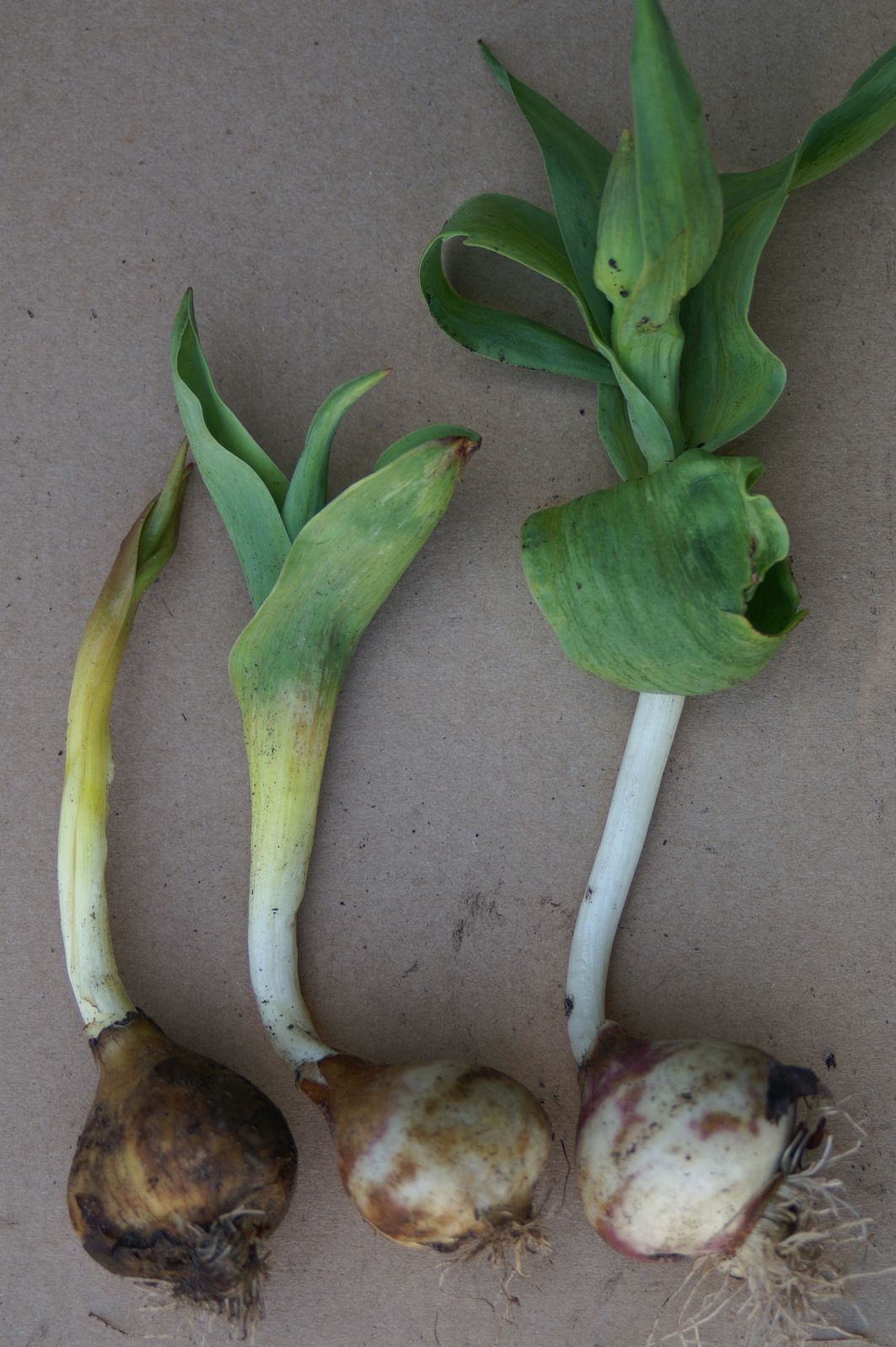 Bayer Crop Science › ‘Tulpengalmijt laat zich niet zomaar te grazen ...