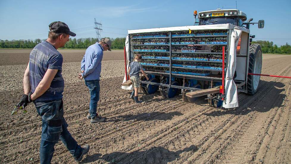 Fotoserie: Met meerdere generaties rode kool planten in Dronten ...