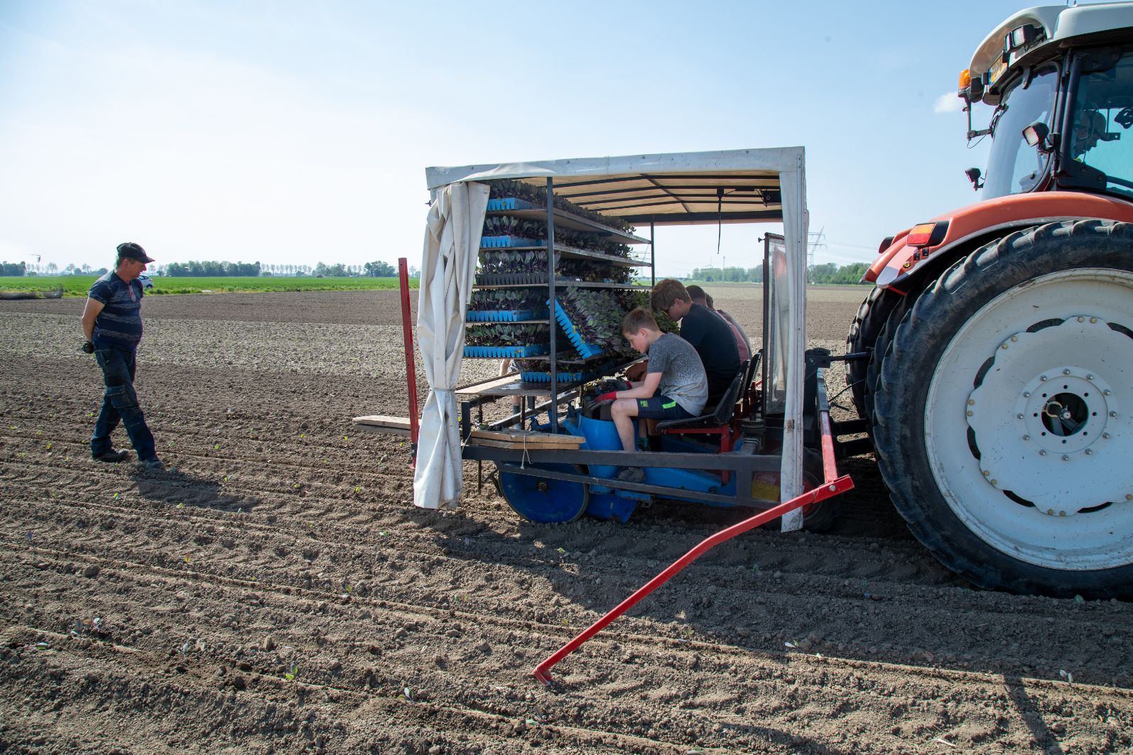 Fotoserie: Met meerdere generaties rode kool planten in Dronten ...