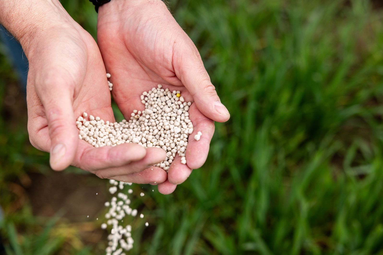 Topgewas › Overbemesting | Akkerwijzer.nl - Nieuws en kennis voor de akkerbouwers