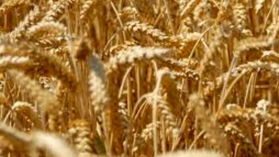 Hogere notering tarwe en gerst | Akkerwijzer.nl - Nieuws en kennis voor ...