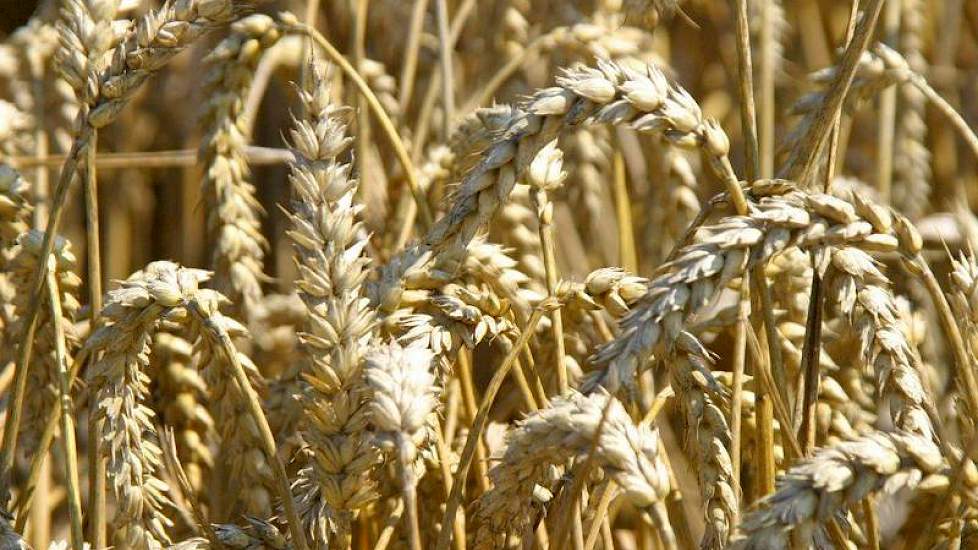 Bio-wintertarwe goed alternatief | Akkerwijzer.nl - Nieuws en kennis ...