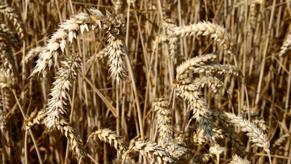 Graan 'back to basic' | Akkerwijzer.nl - Nieuws en kennis voor de ...