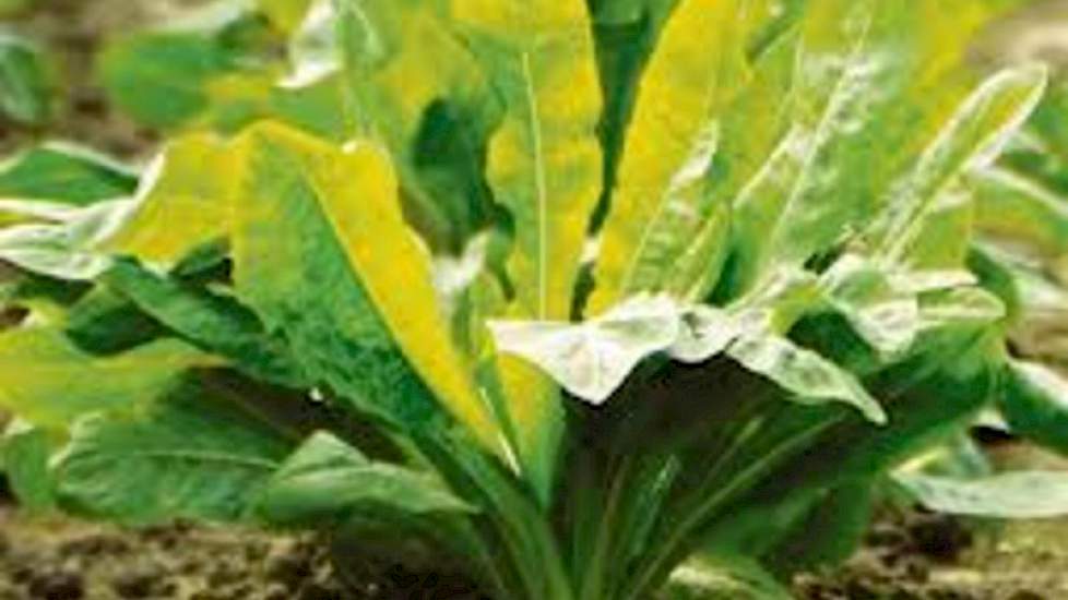 ‘Groeiachterstand cichorei trekt snel bij’ | Akkerwijzer.nl - Nieuws en ...